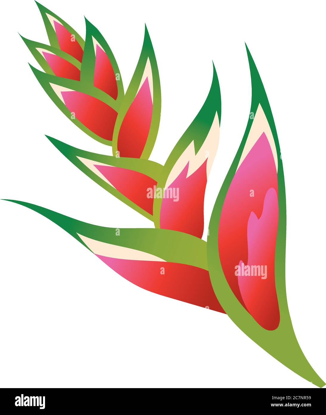 beautiful heliconia flower gradient style icon vector illustration design Stock Vector Image ...