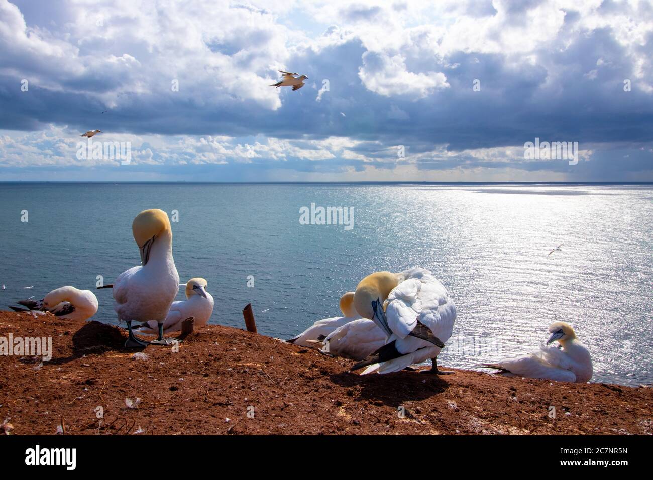 White birds with yellow heads on the ground and the sea in the ...