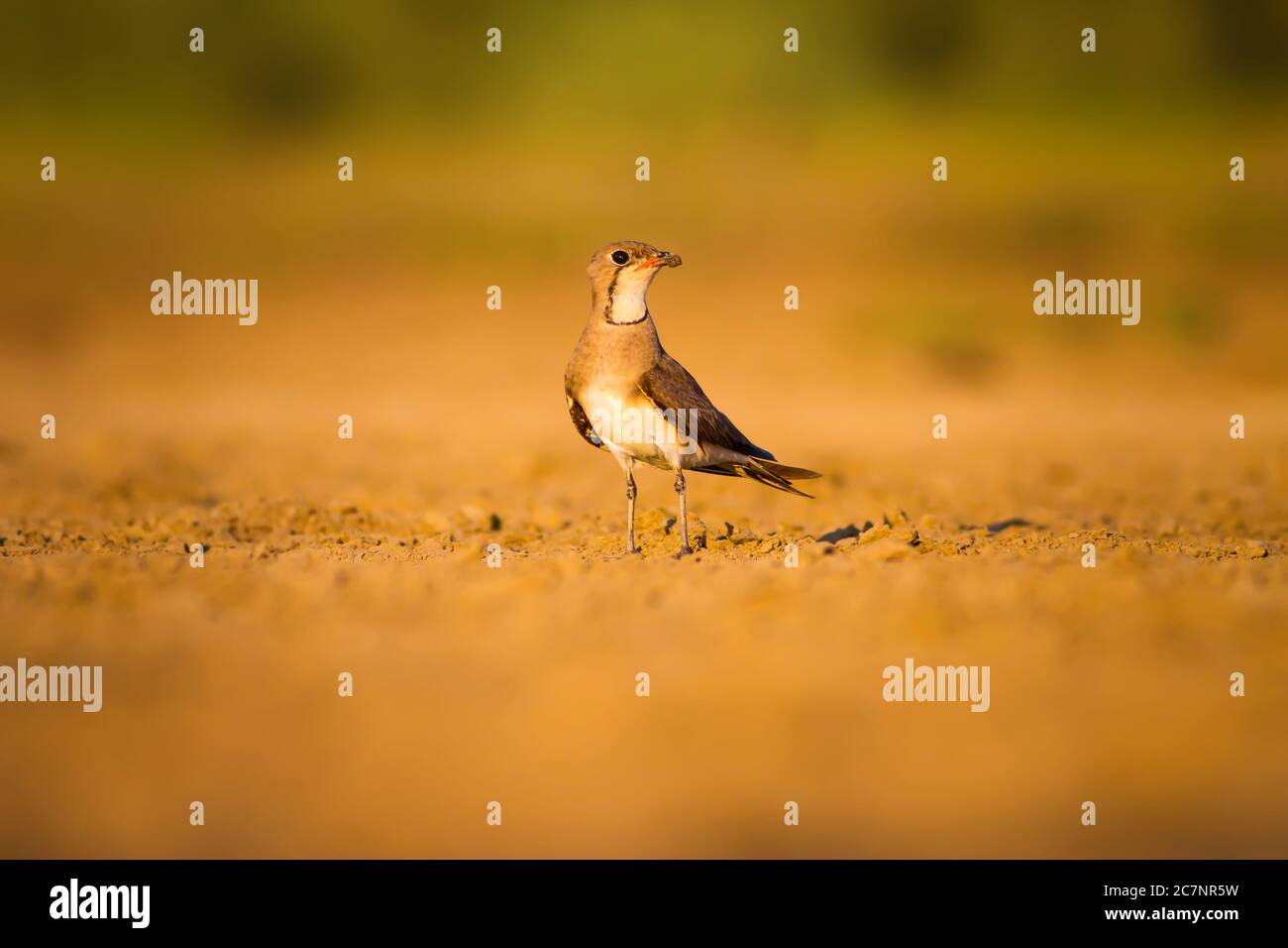 Cute bird Collared Pratincole. Warm colors nature background. Bird ...