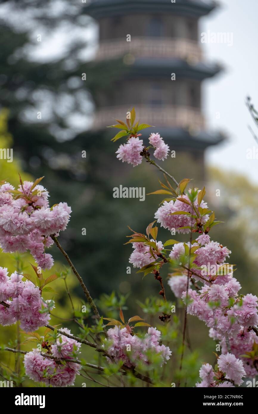 Kew gardens pagoda blossom hi-res stock photography and images - Alamy