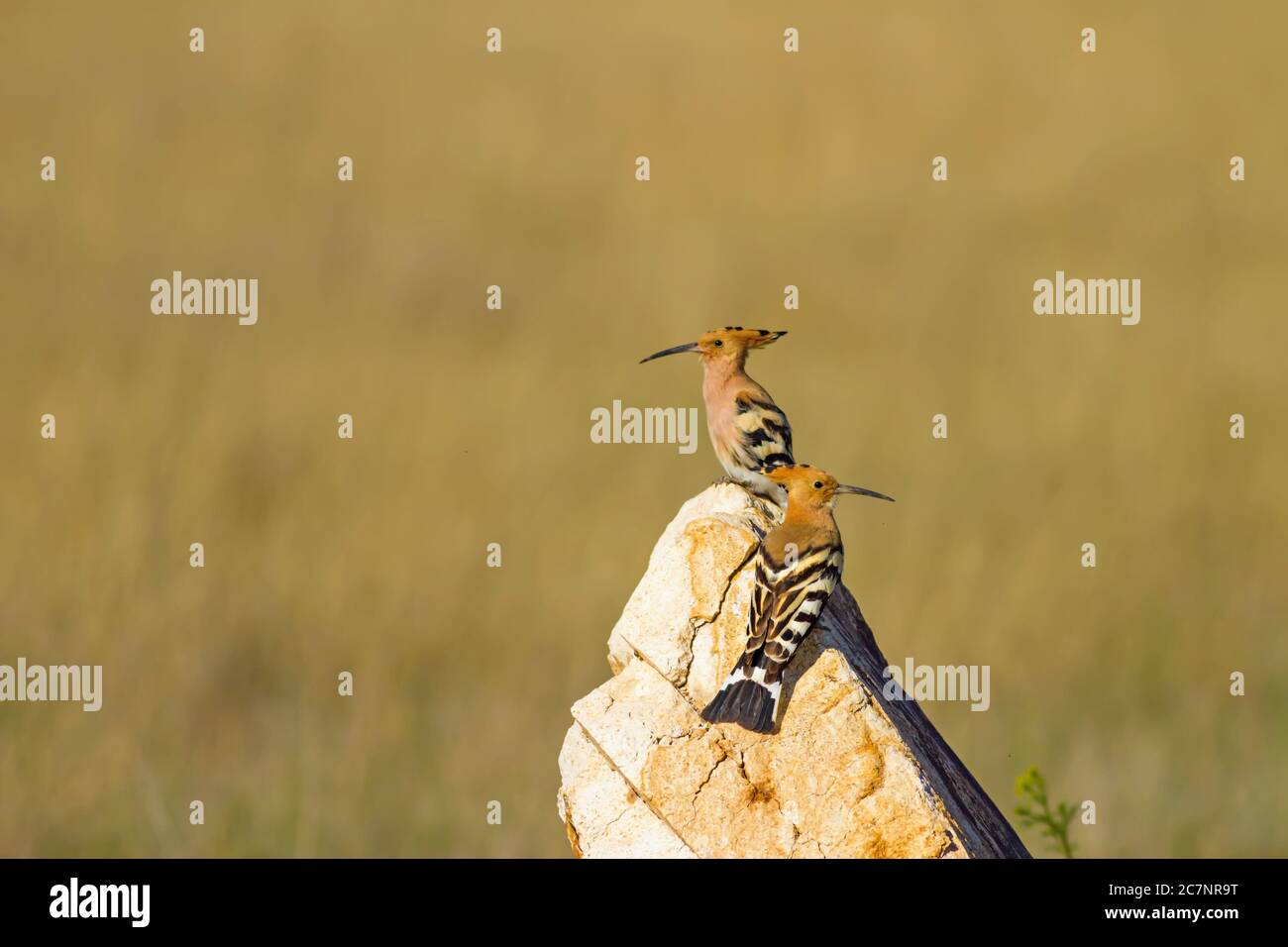 Cute bird hoopoe. Nature background. Eurasian Hoopoe Upupa epops Stock ...