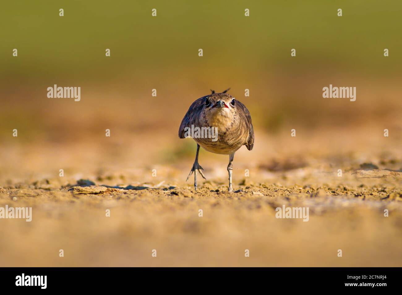 Cute bird Collared Pratincole. Warm colors nature background. Bird ...