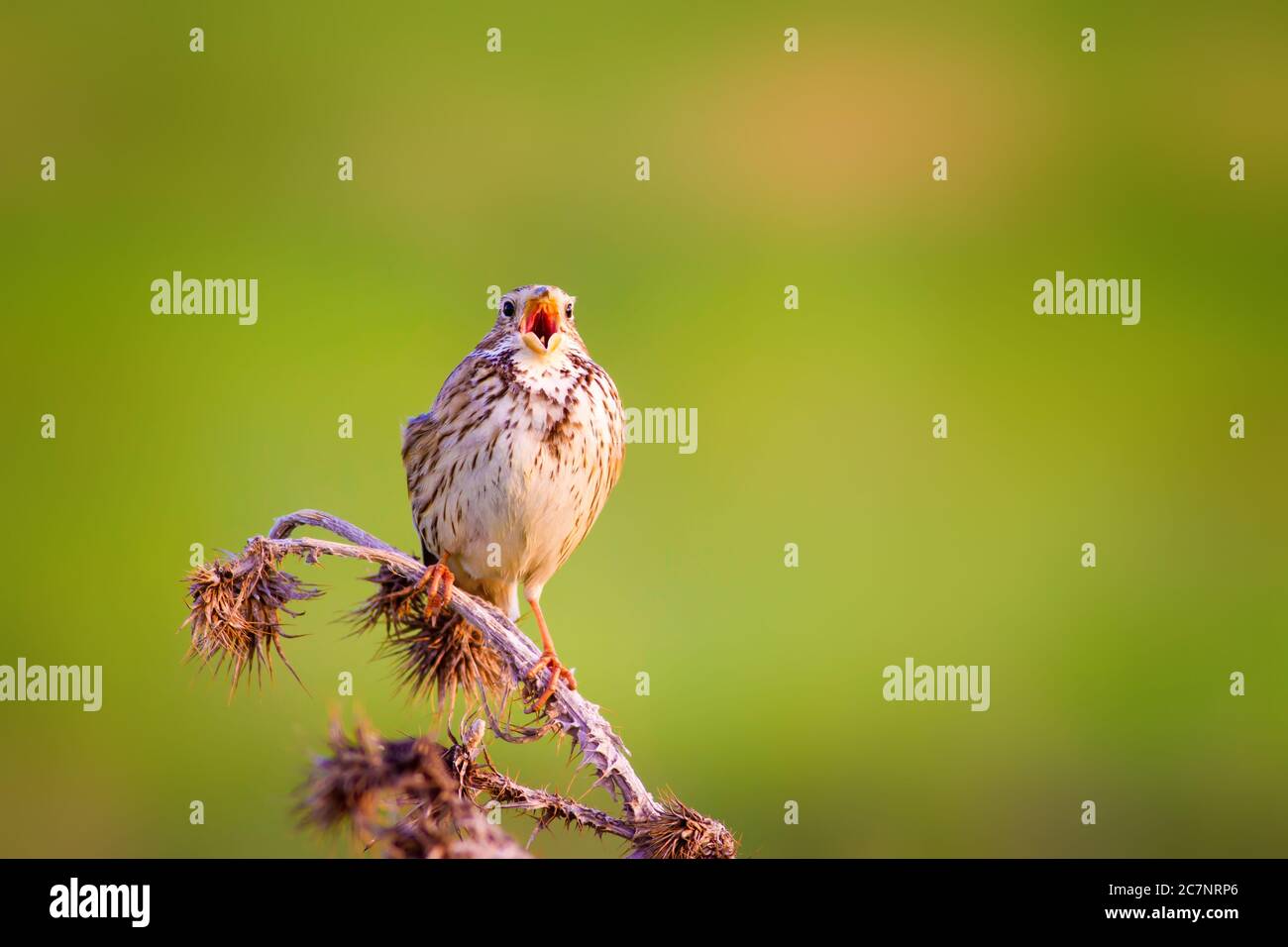 Singing bird. Green nature background. Bird: Corn Bunting. Emberiza ...