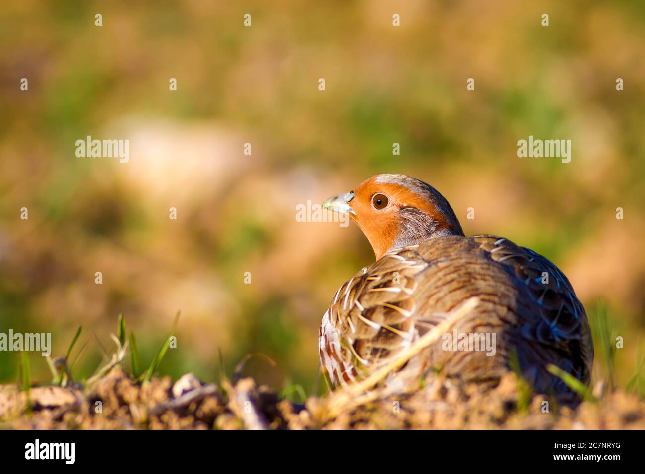 Wild bird partridge. Warm colors nature background. Grey Partridge ...