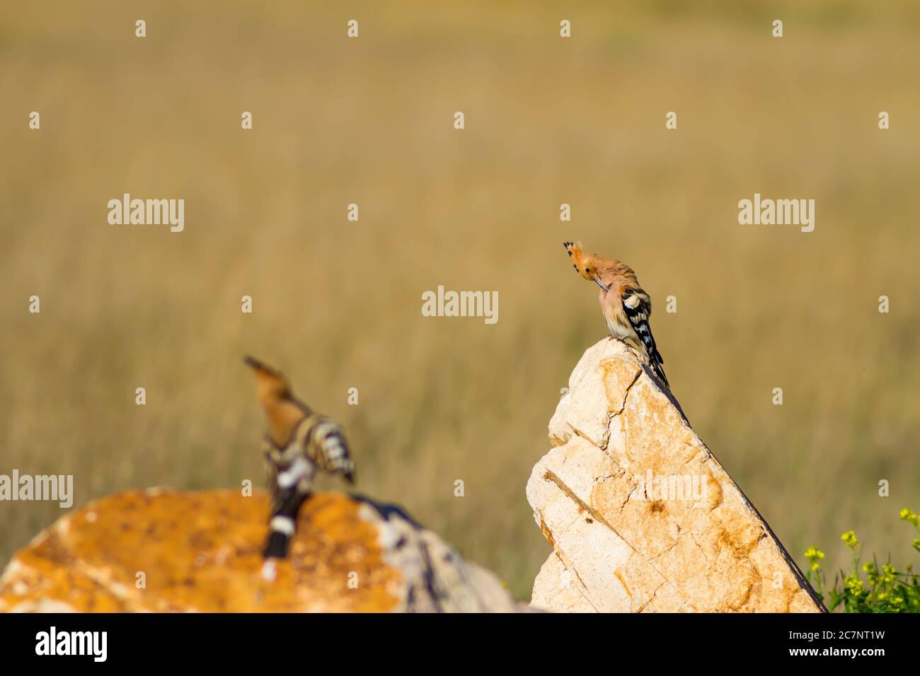 Cute bird hoopoe. Nature background. Eurasian Hoopoe Upupa epops Stock ...