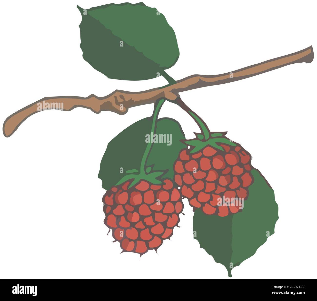 Illustration of the raspberry branch isolated on a white background ...