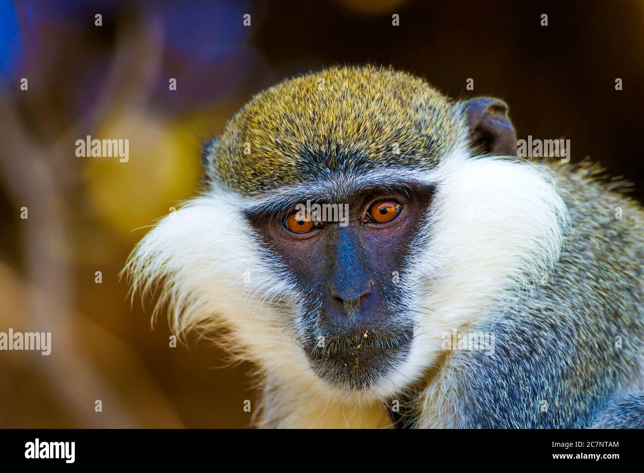 Cute vervet monkey. Blur background. Monkey portrait Stock Photo - Alamy