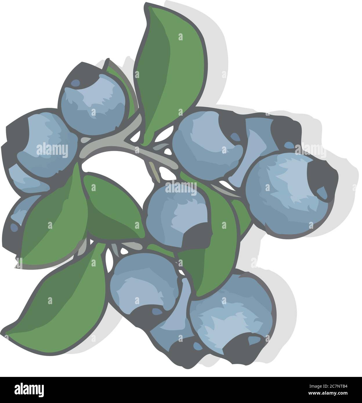 Illustration of the blueberry branch isolated on a white background ...