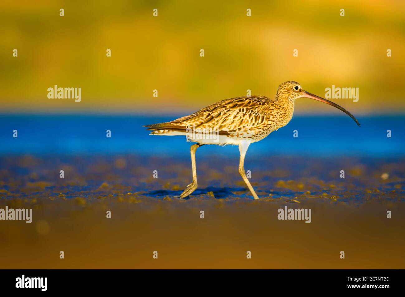 Nature and birds. Natural background. Eurasian Curlew / Numenius ...