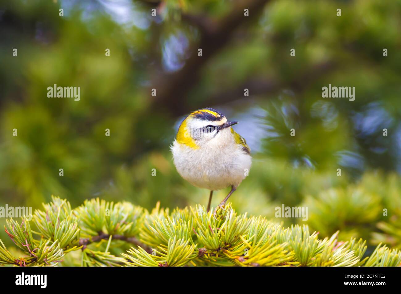 Forest and bird. Green forest background. Bird: Goldcrest. Regulus ...