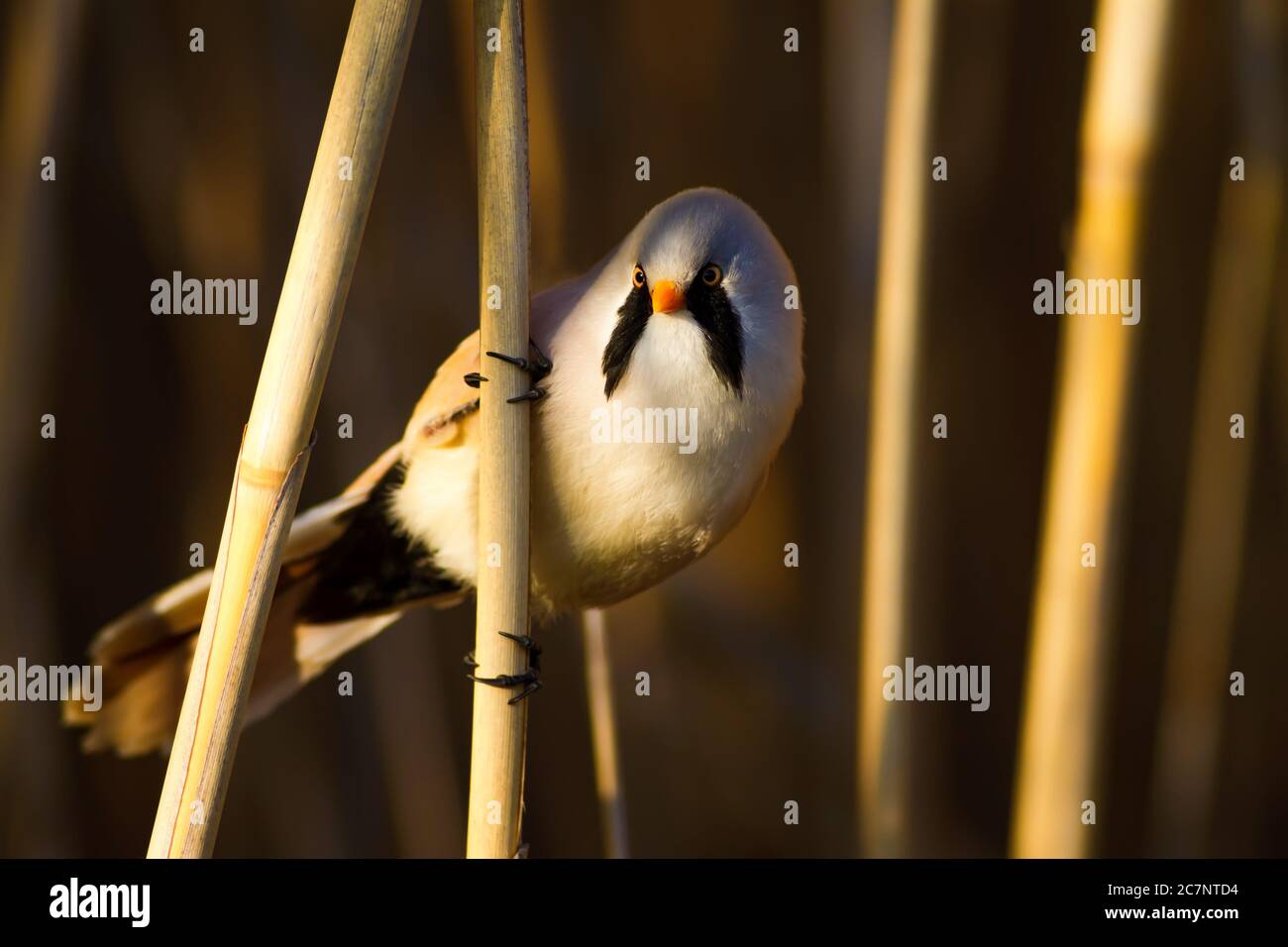 Cute little bird. Nature background. Bird: Bearded Reedling Stock Photo ...