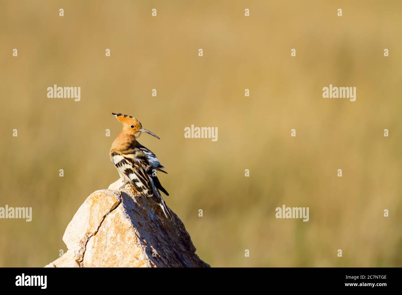 Cute bird hoopoe. Nature background. Eurasian Hoopoe Upupa epops Stock ...