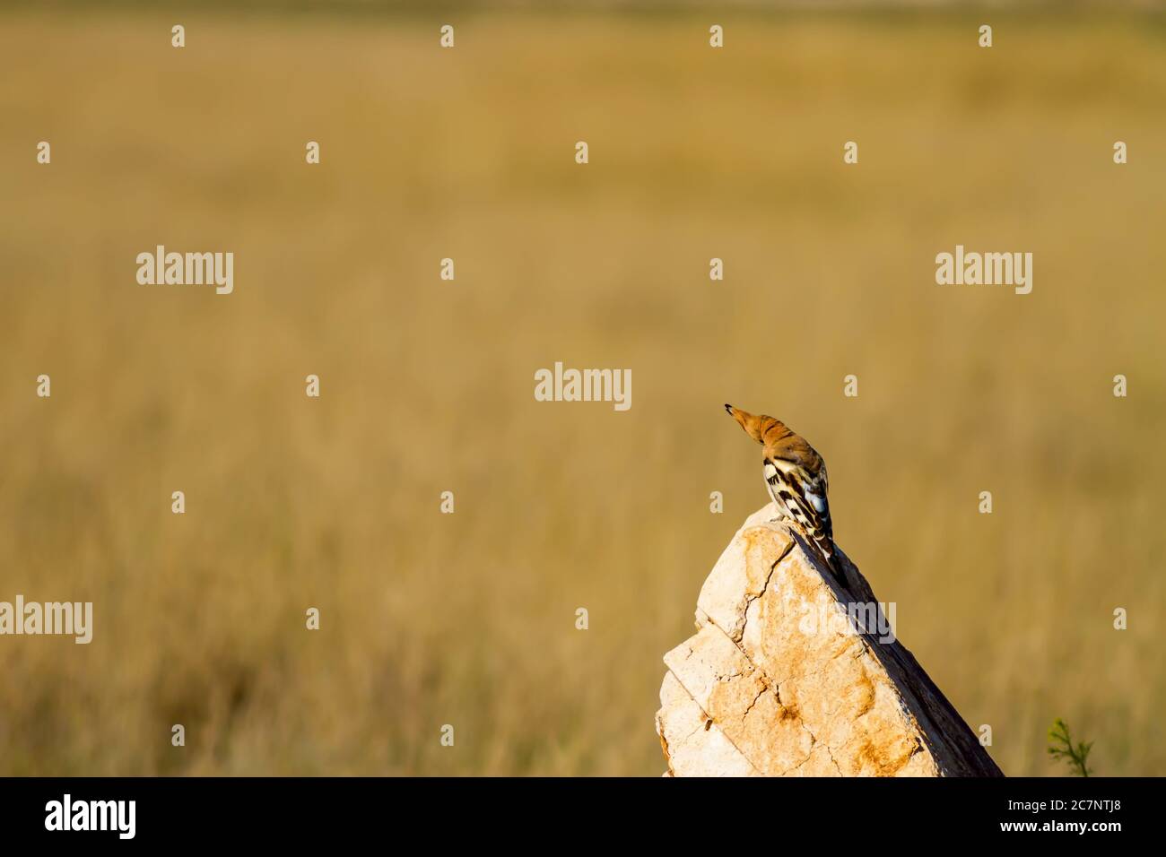 Cute bird hoopoe. Nature background. Eurasian Hoopoe Upupa epops Stock ...