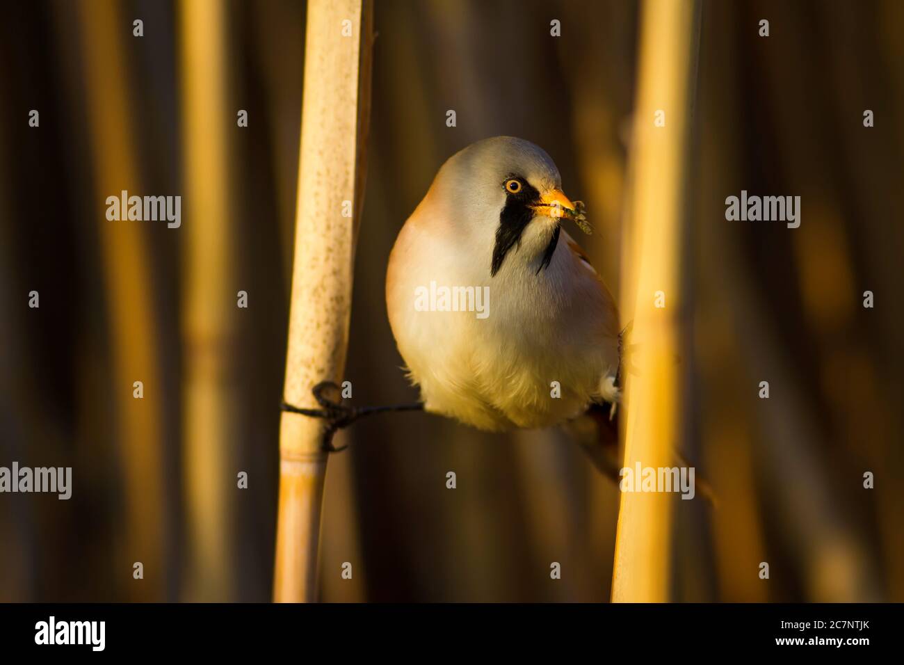 Cute little bird. Nature background. Bird: Bearded Reedling Stock Photo ...