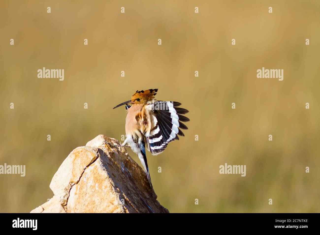 Flying cute bird hoopoe. Nature background. Eurasian Hoopoe Upupa epops ...