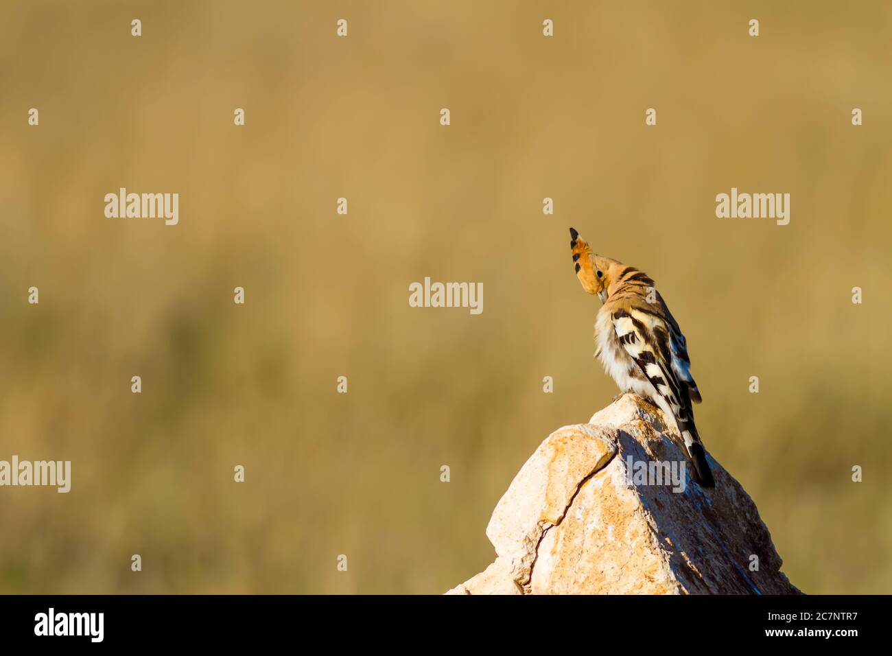 Cute bird hoopoe. Nature background. Eurasian Hoopoe Upupa epops Stock ...