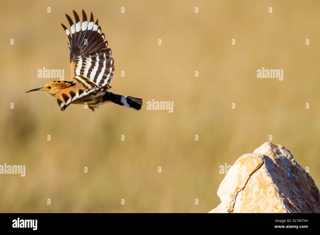 Cute bird hoopoe. Yellow nature background. Eurasian Hoopoe. Upupa ...
