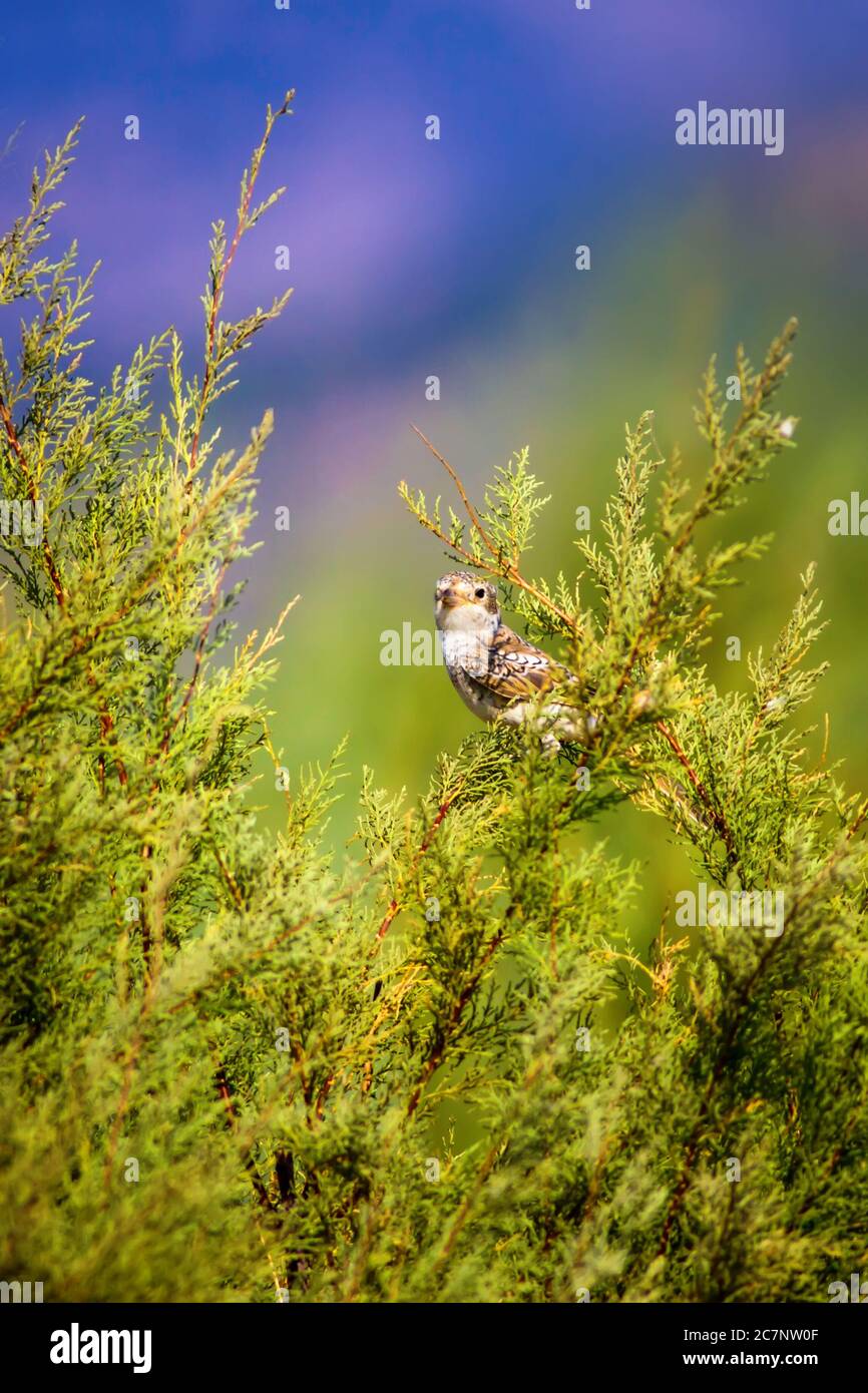 Cute little bird. Nature background Stock Photo - Alamy
