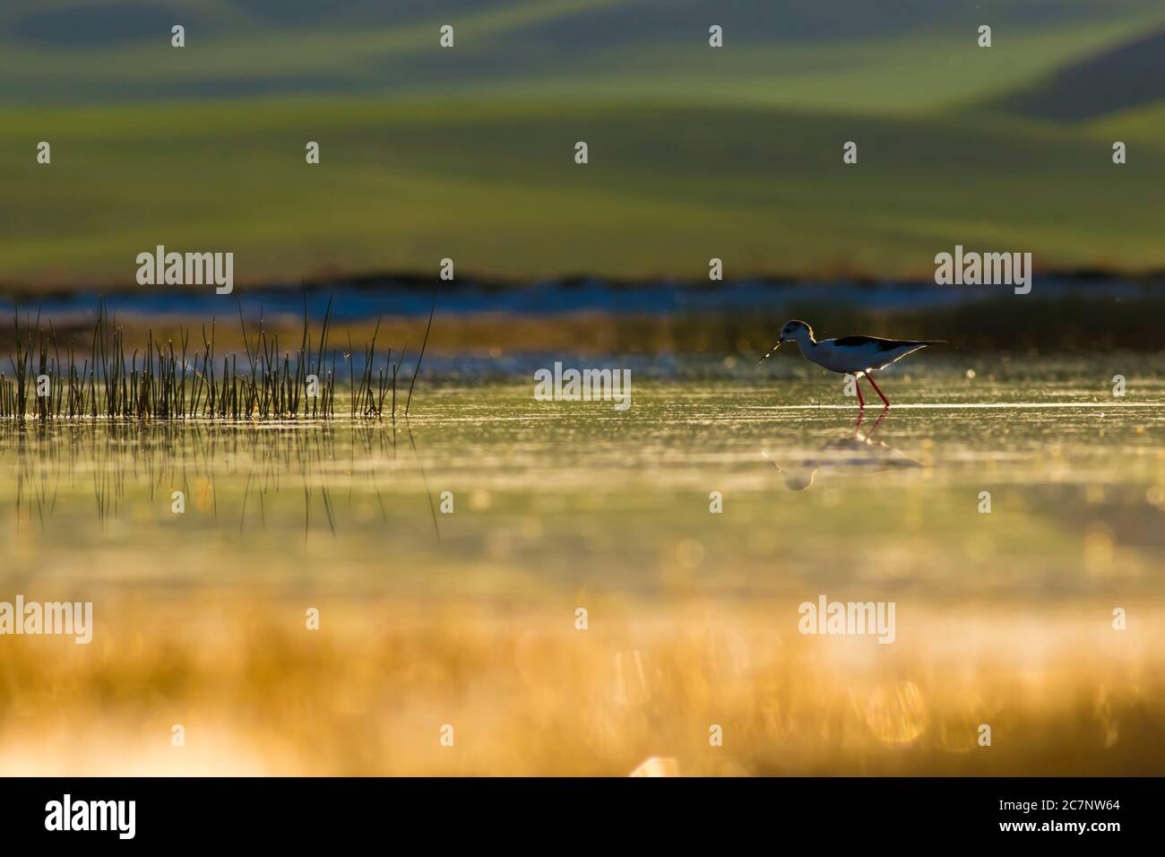 Sunset nature and birds. Sunset colors background Stock Photo - Alamy