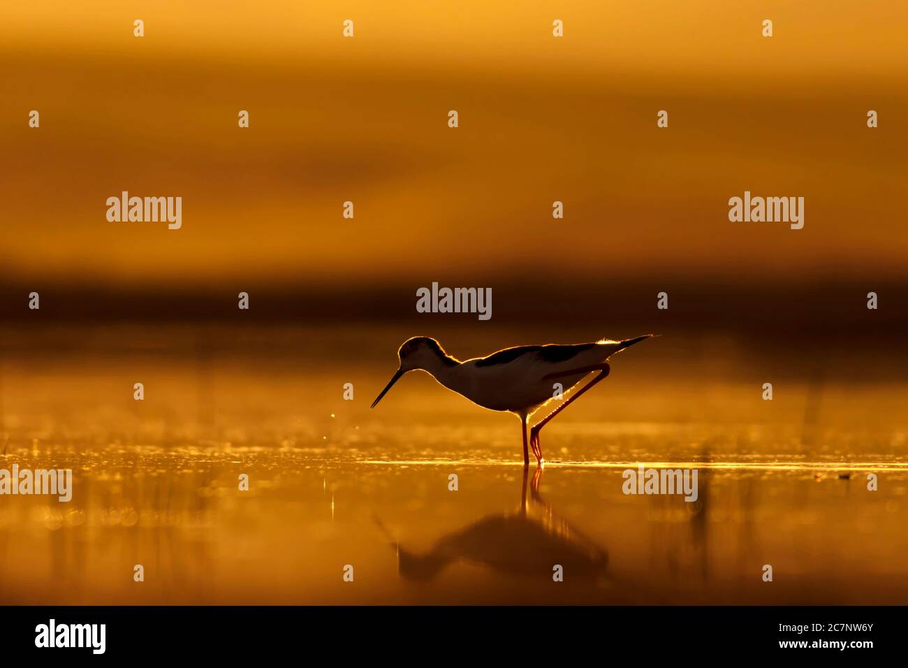 Sunset and bird. Sunset nature background Stock Photo - Alamy