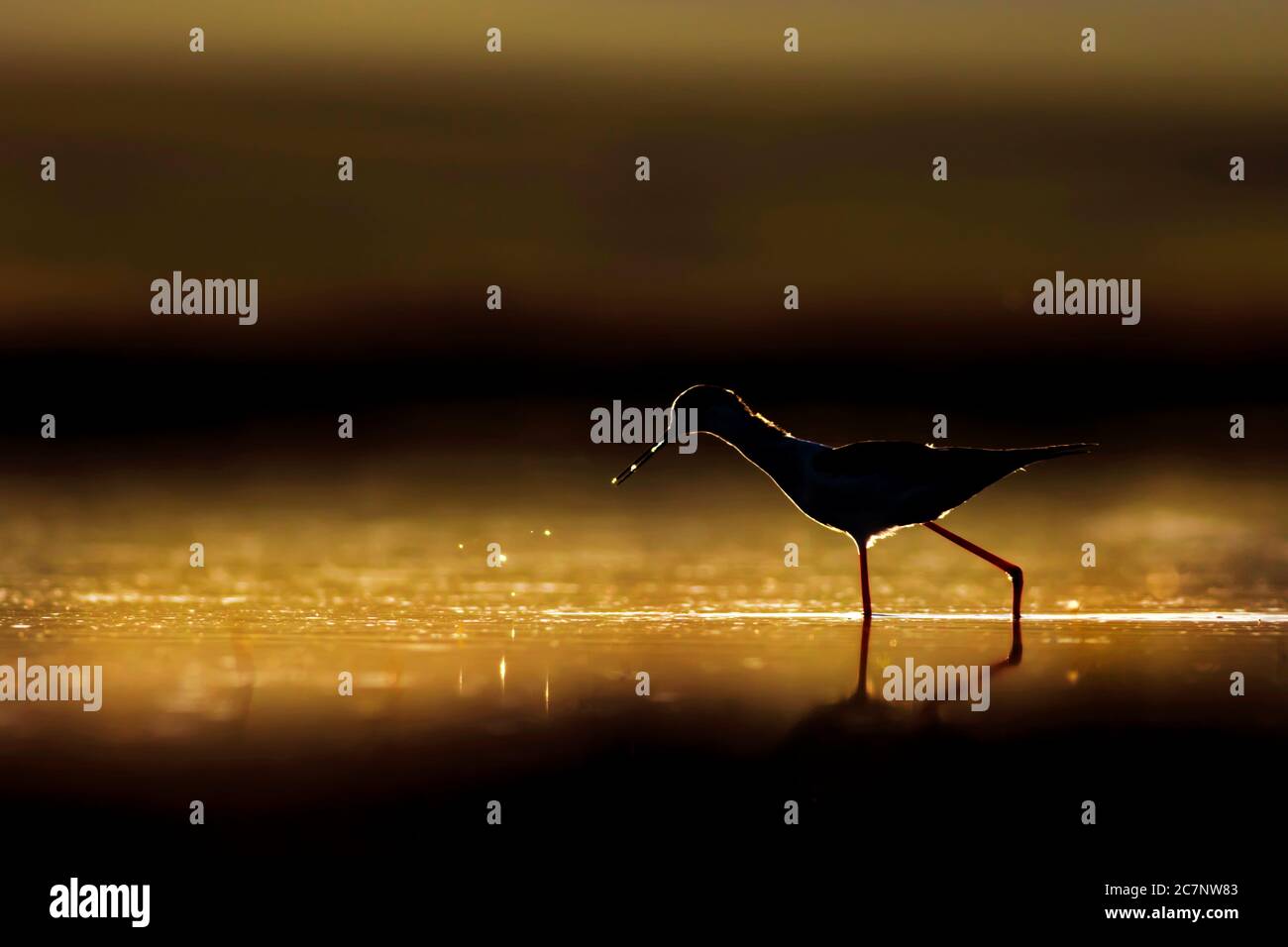 Sunset and bird. Sunset nature background Stock Photo - Alamy