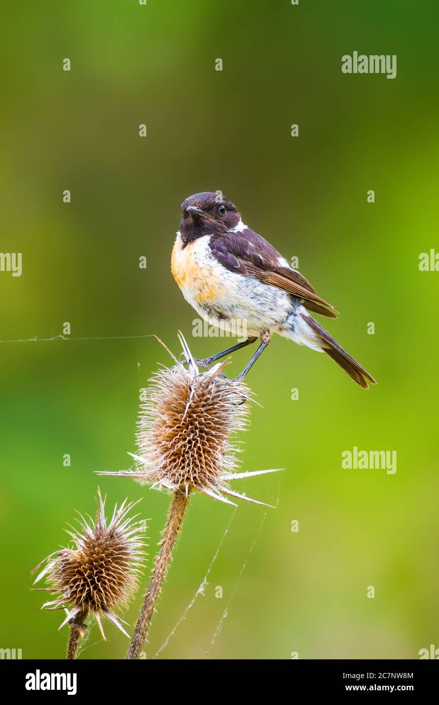 Cute little bird Stonechat. Green Nature background. Bird: European ...