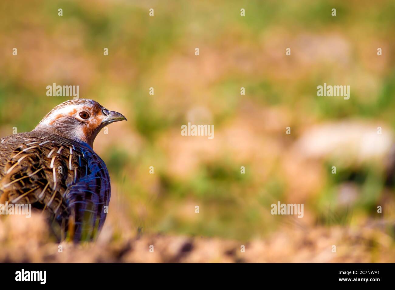 Partridge. Green brown nature background. Bird: Grey Partridge. Perdix ...