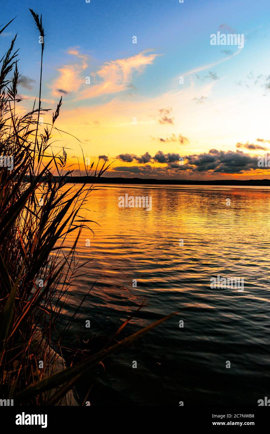 Common reeds on the shore of the lake during sunset Stock Photo - Alamy