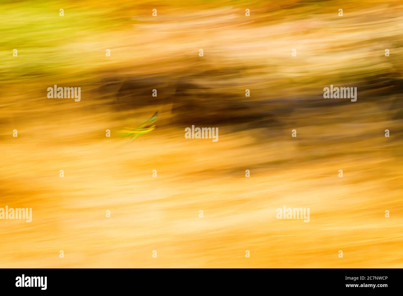 Flying bird. Abstract nature. Motion blur background Stock Photo - Alamy