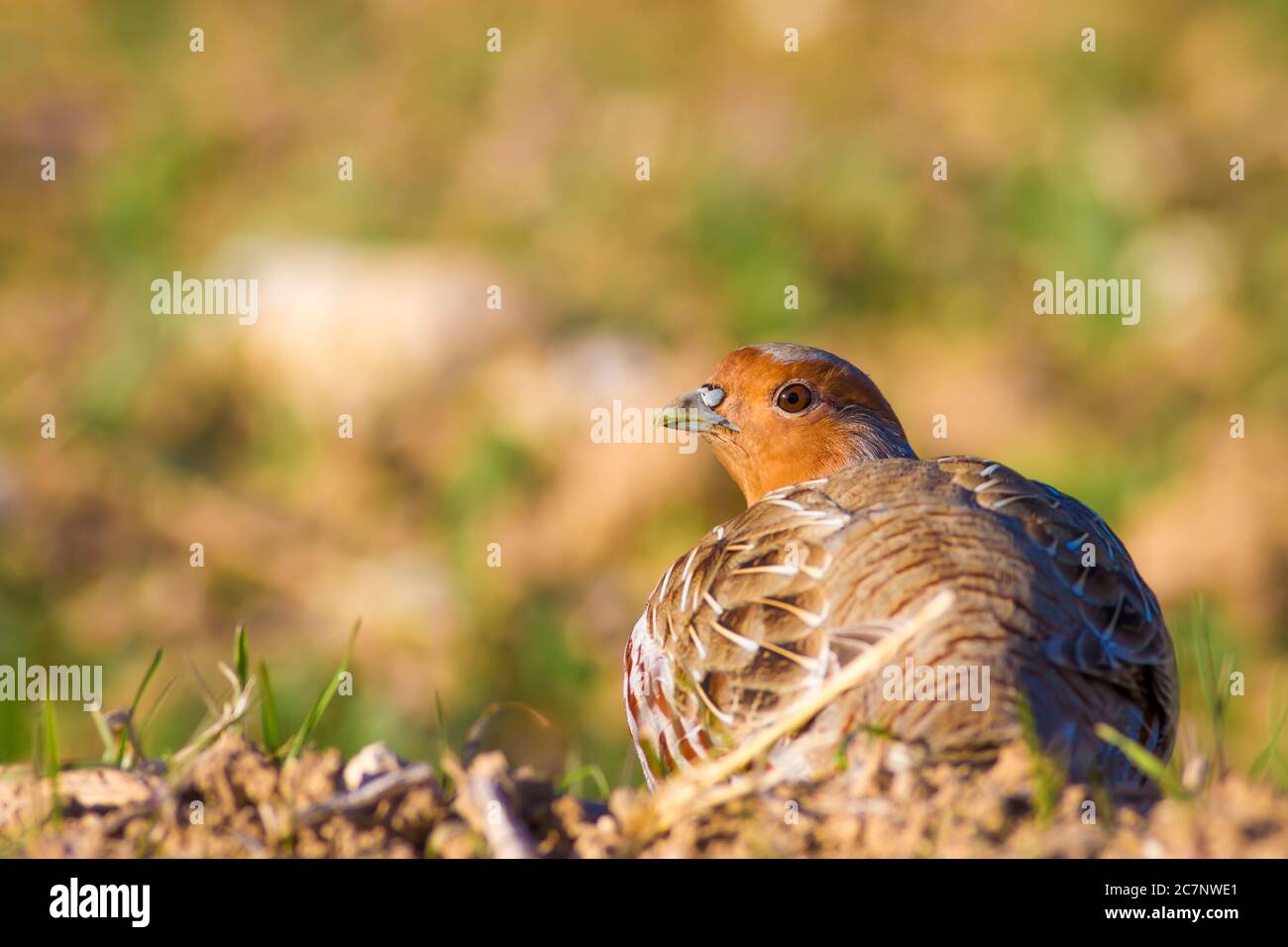 Partridge. Green brown nature background. Bird: Grey Partridge. Perdix ...