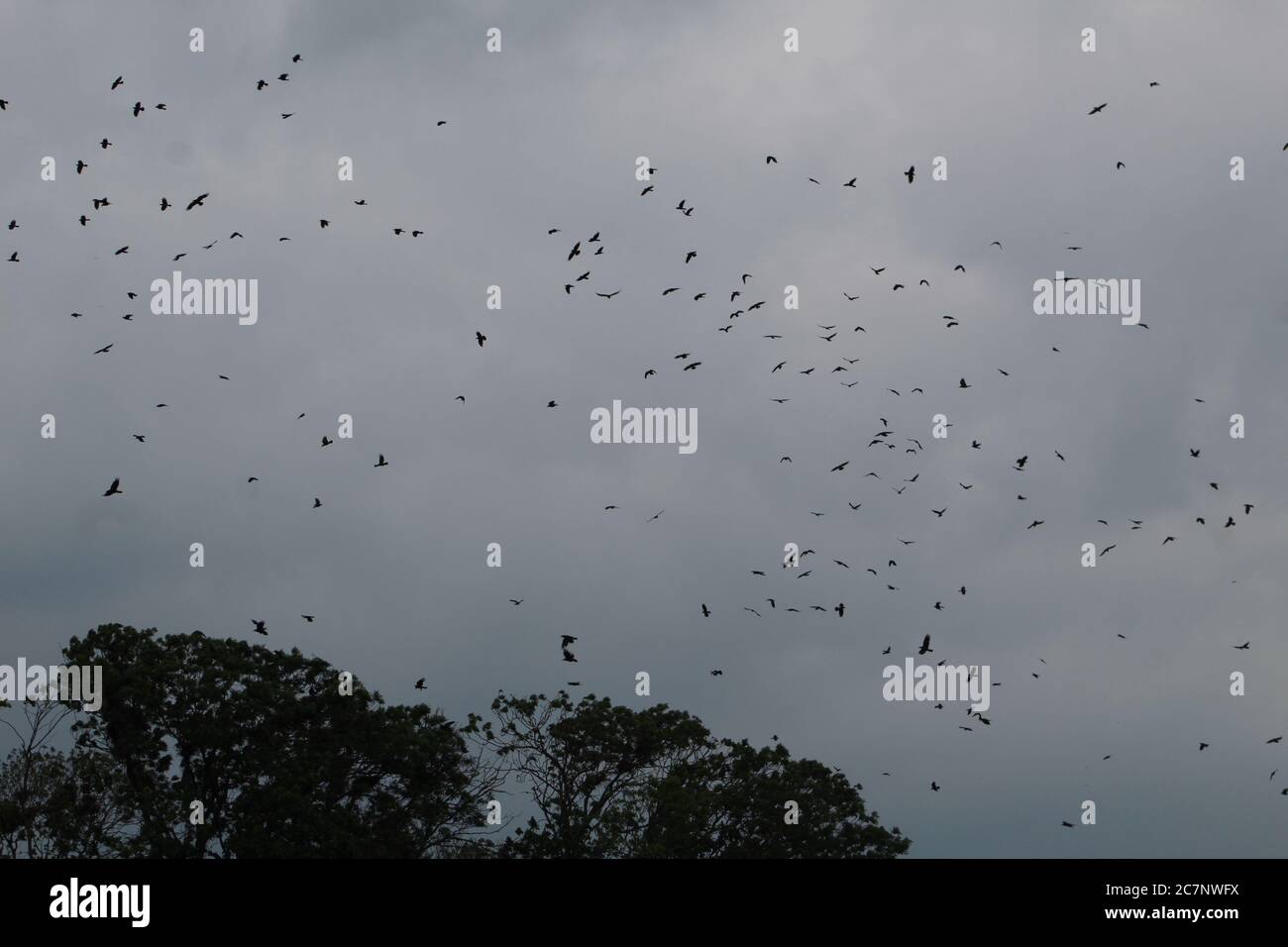 View of the branches of a tree and the birds flying in a cloudy sky ...