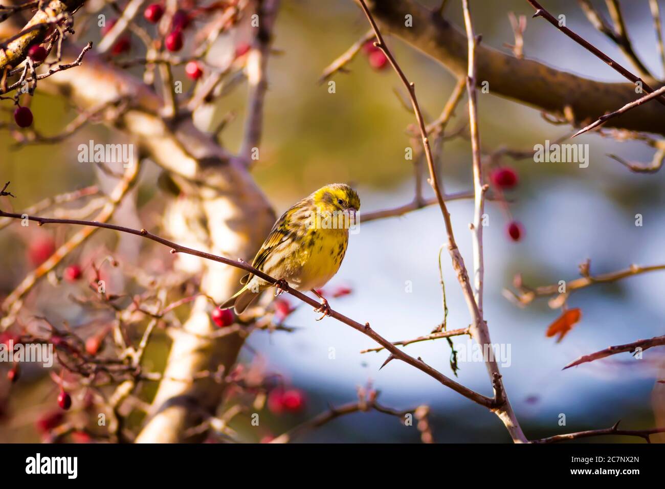 Cute little bird. Nature background Stock Photo - Alamy