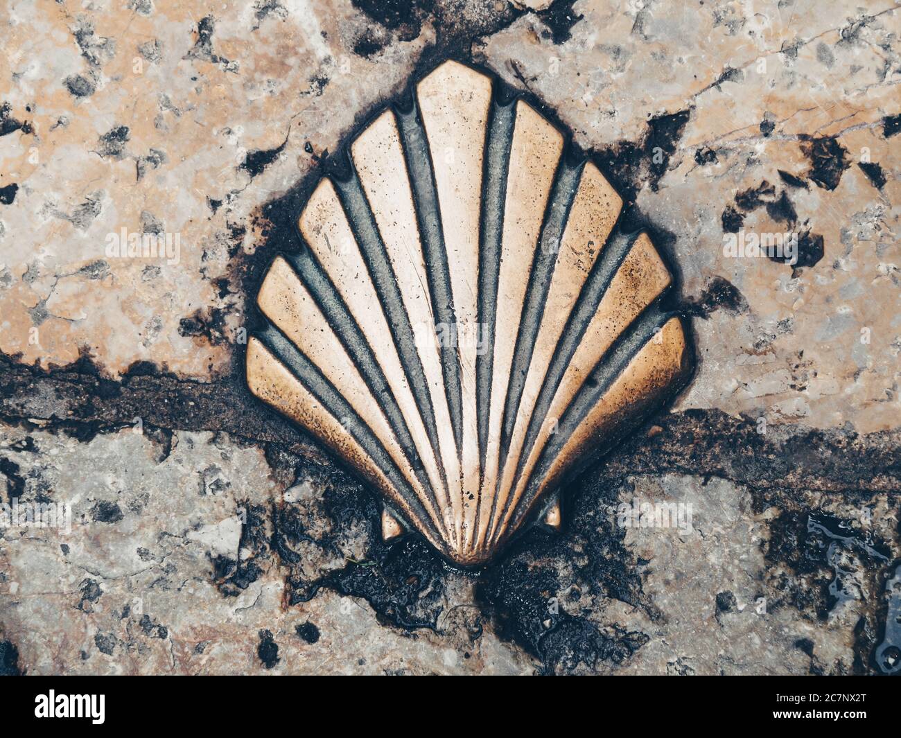 Scallop shell on the floor hi-res stock photography and images - Alamy