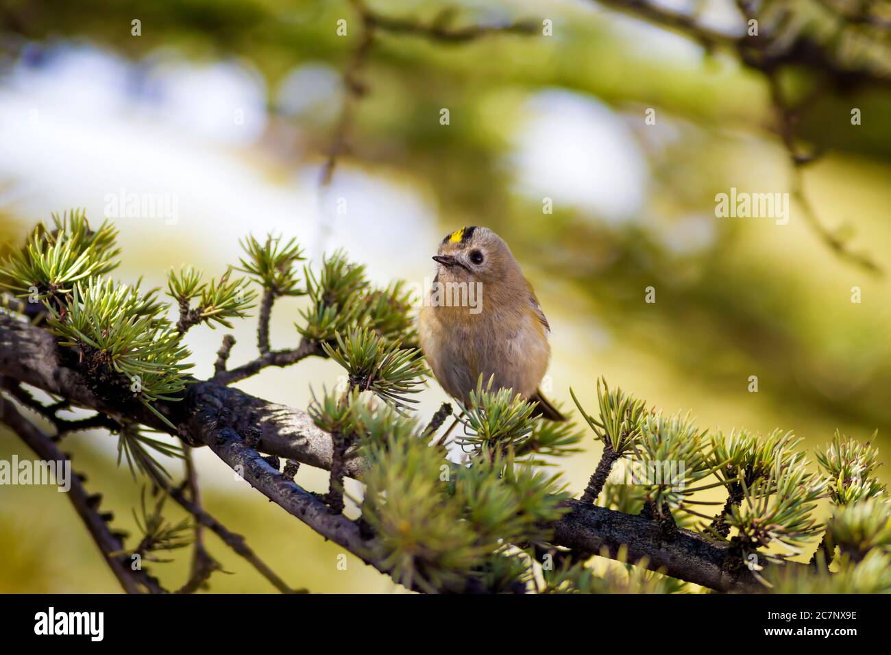 Cute little bird Goldcrest in tree. Natural background. Bird: Goldcrest ...