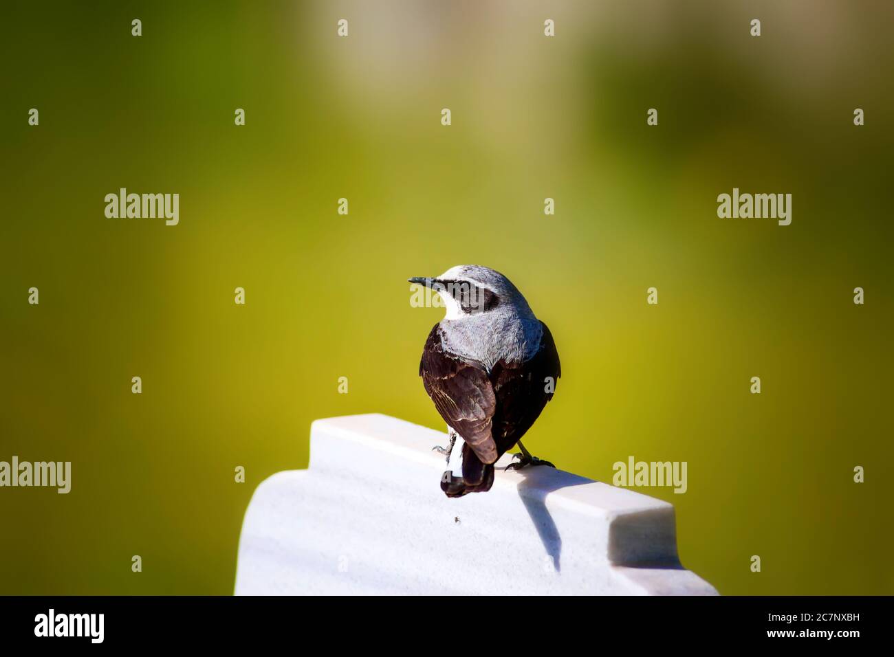 Cute little bird. Nature background Stock Photo - Alamy