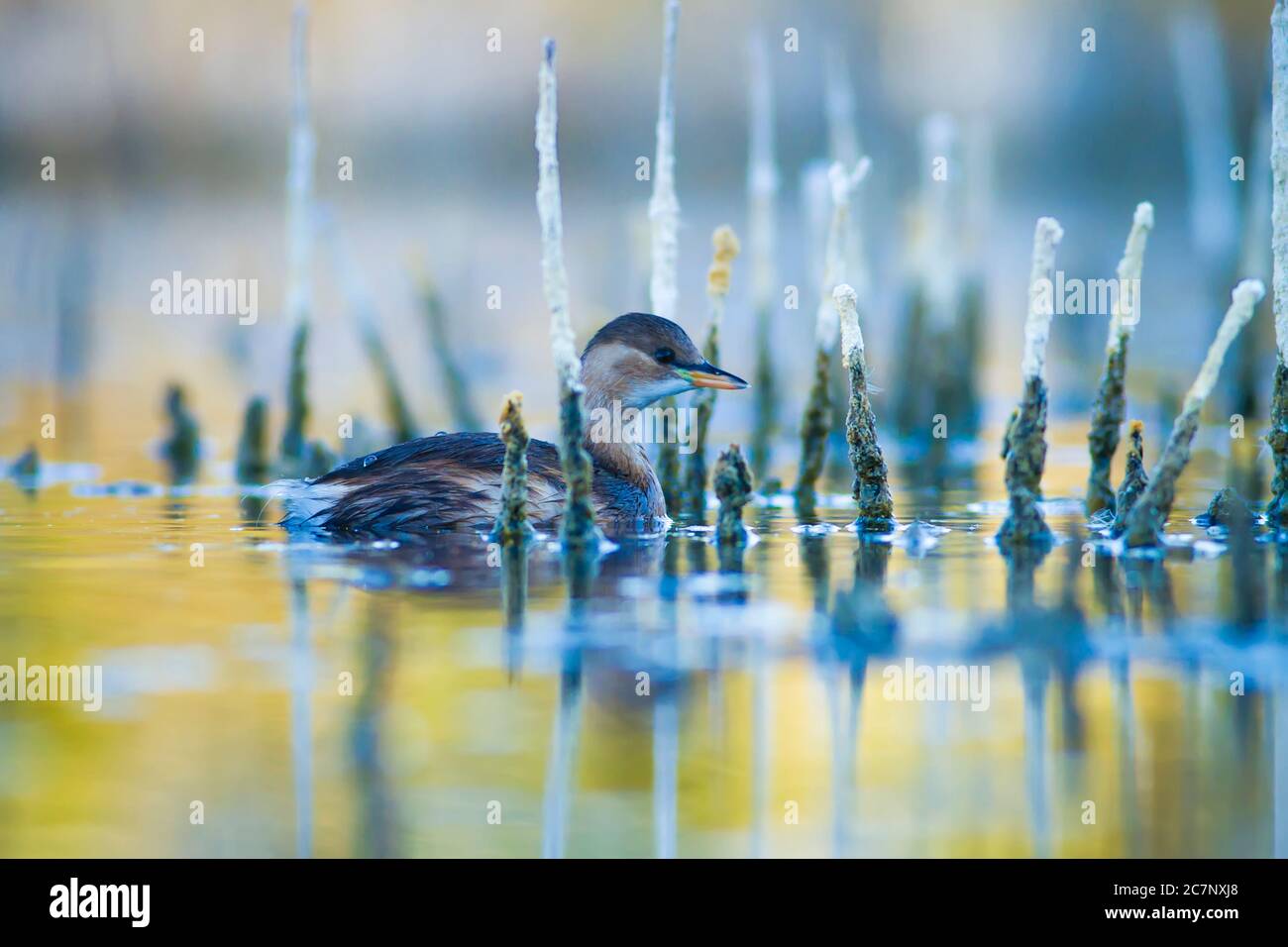 Cute water bird. Swimming bird. Lake background. Bird: Little Grebe ...