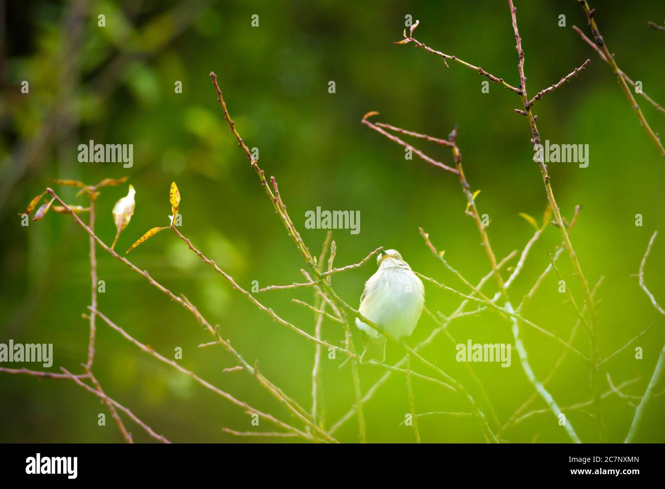 Cute little bird. Nature background Stock Photo - Alamy