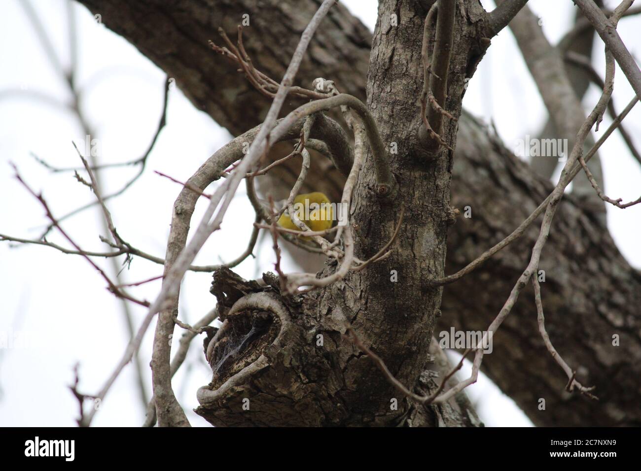 Green peep hi-res stock photography and images - Alamy