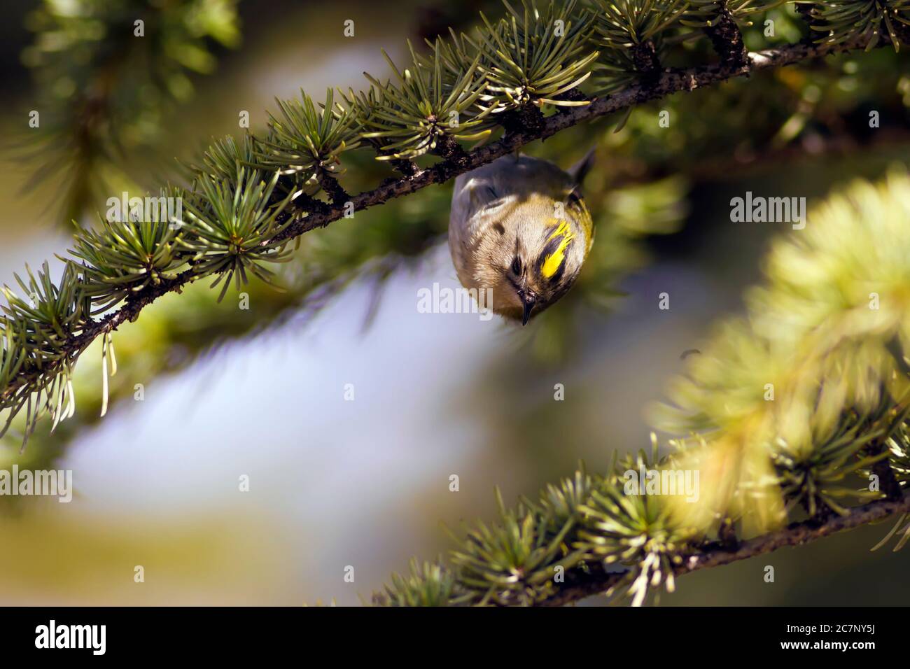 Cute little bird Goldcrest in tree. Natural background. Bird: Goldcrest ...