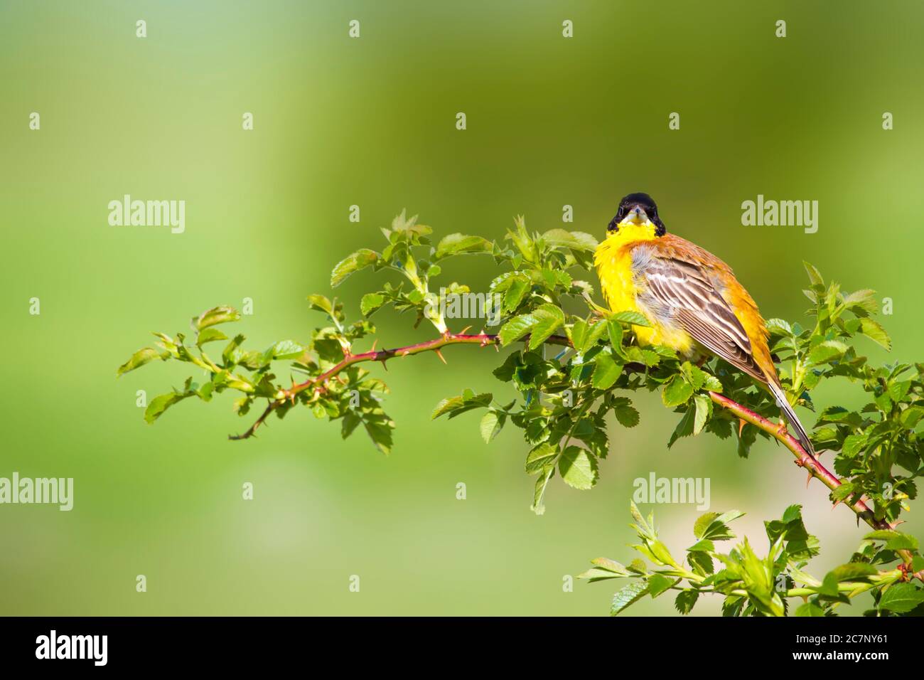 Cute little bird. Nature background Stock Photo - Alamy