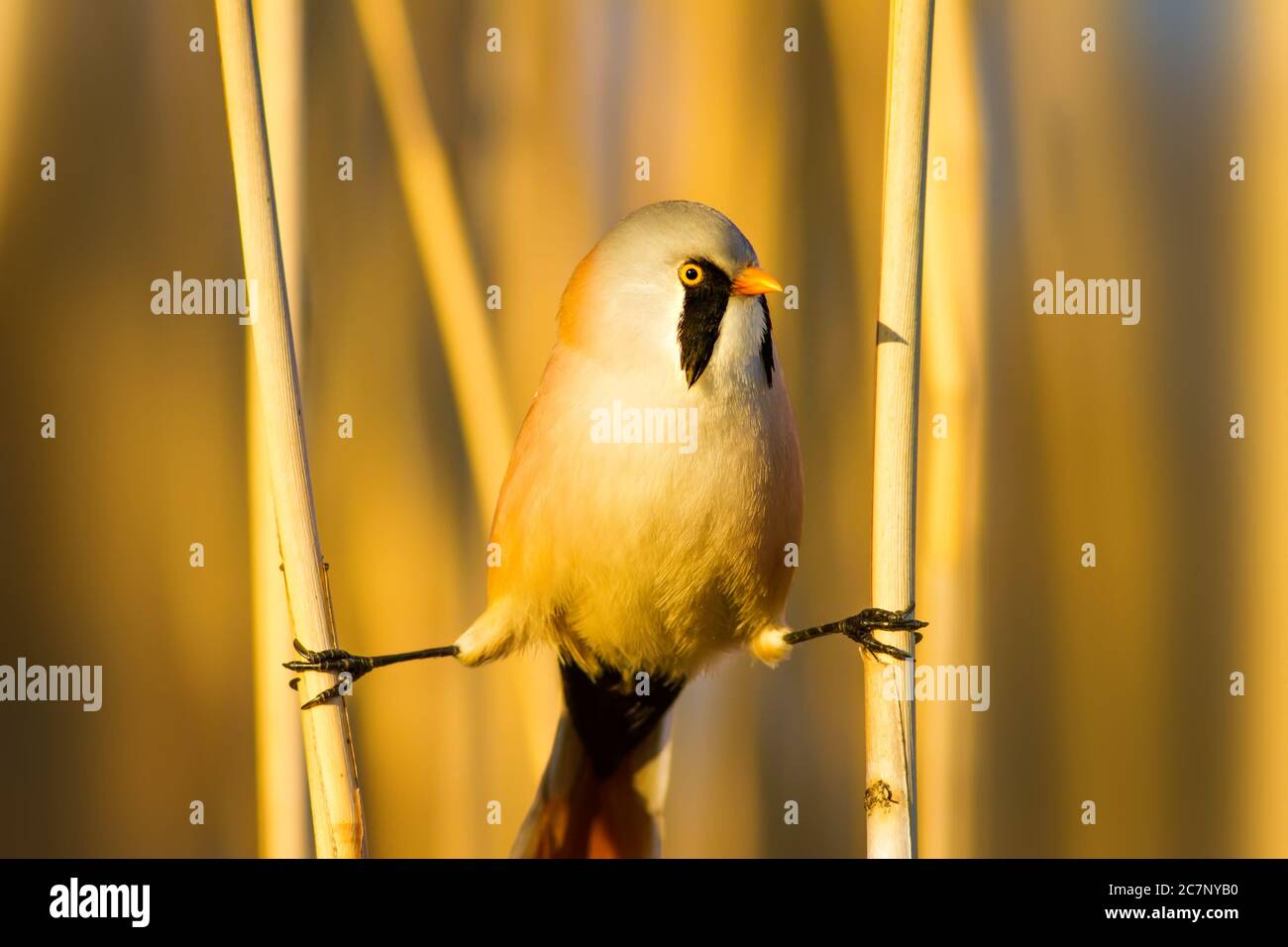 Cute little bird. Nature background. Bird: Bearded Reedling. Panurus ...