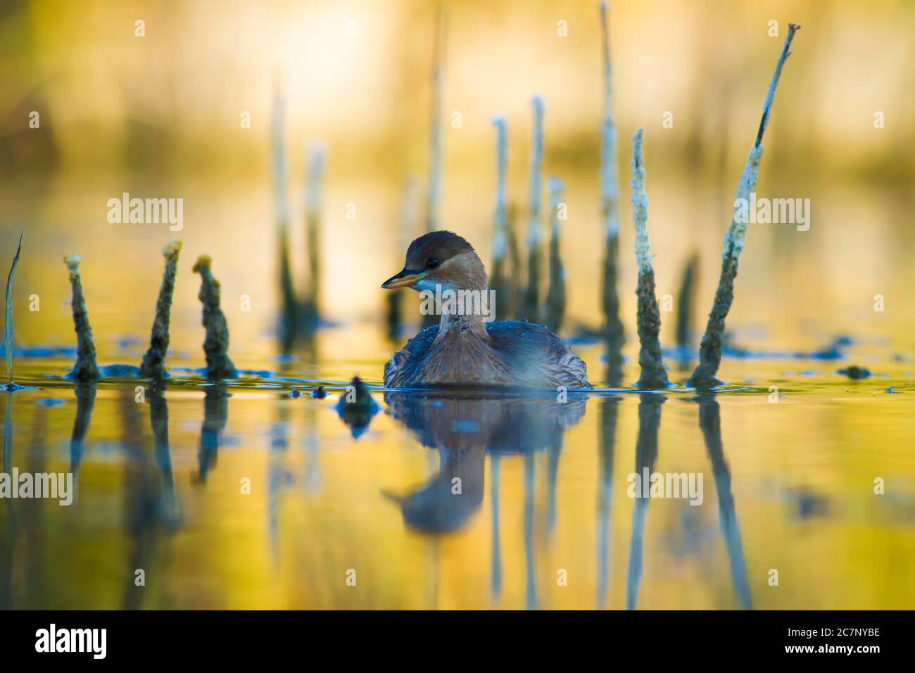Cute water bird. Swimming bird. Lake background. Bird: Little Grebe ...