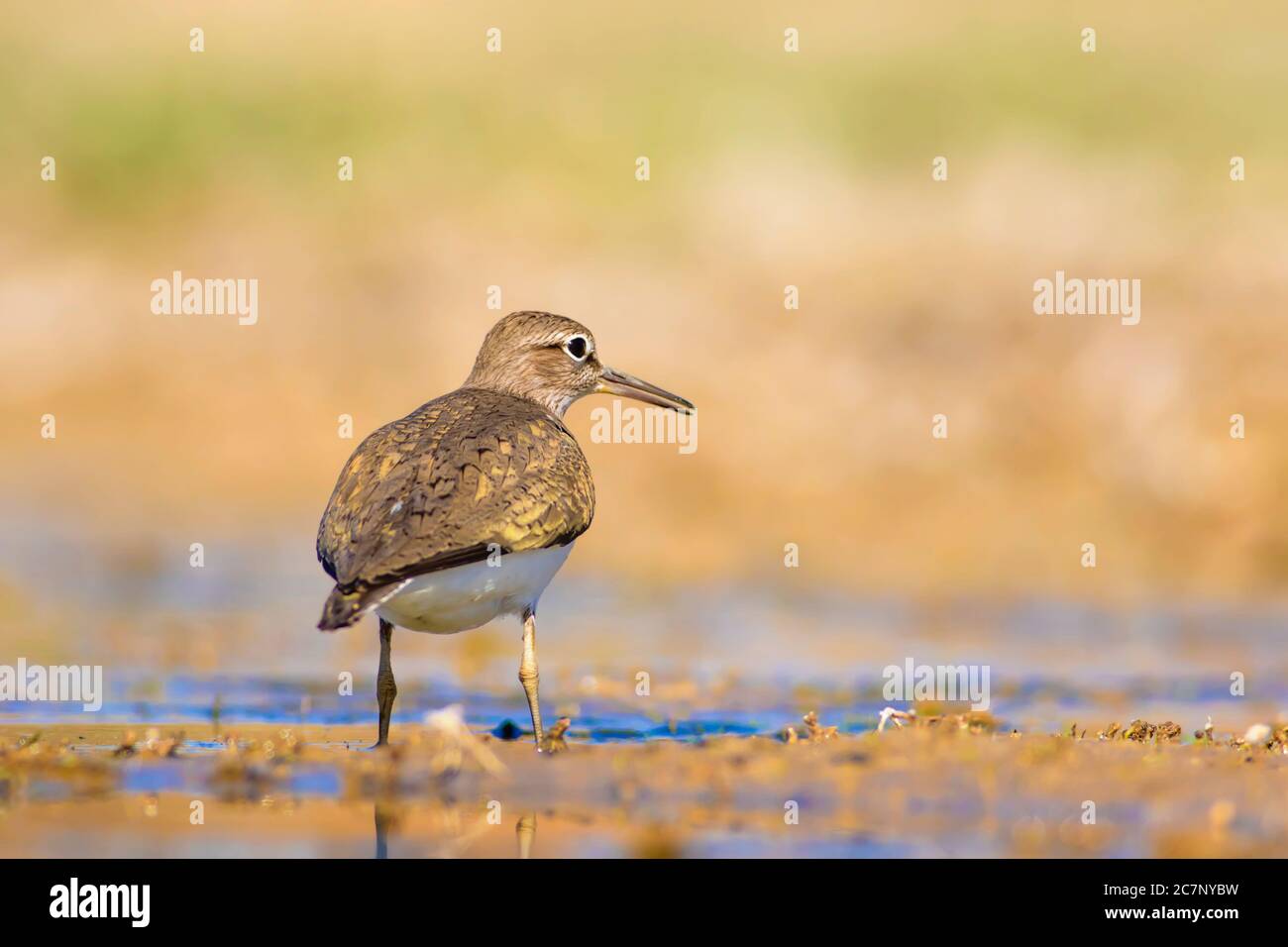 Shore bird Sandpiper. Blue sea and yellow sand nature background. Bird ...