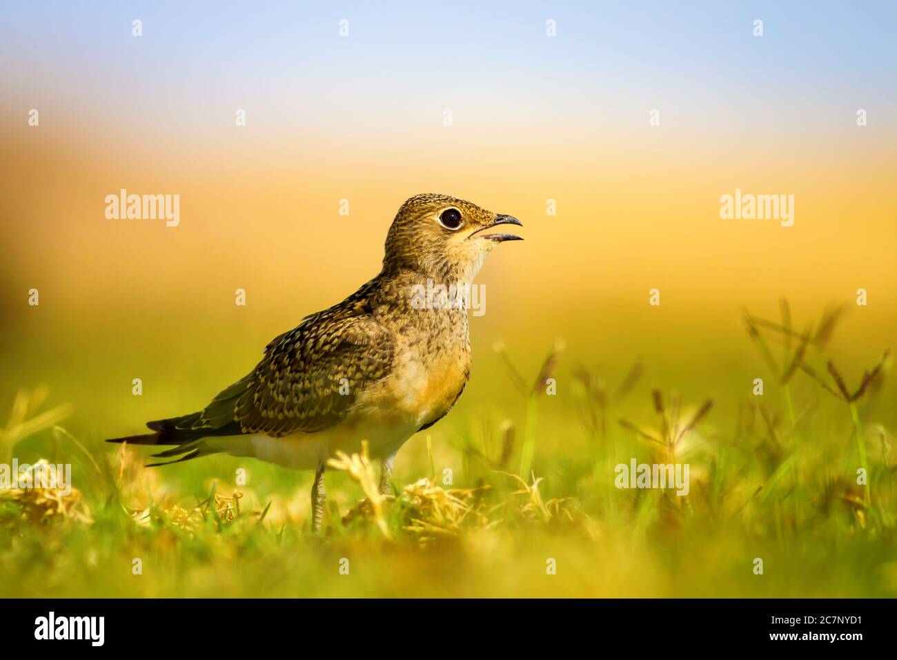 Pratincole nest hi-res stock photography and images - Alamy