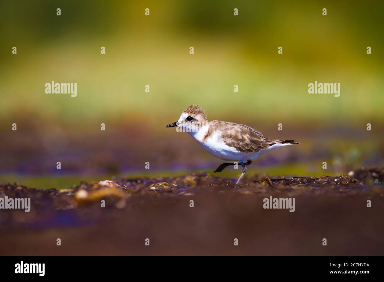 Cute little bird. Colorful nature background. Bird: Kentish Plover ...
