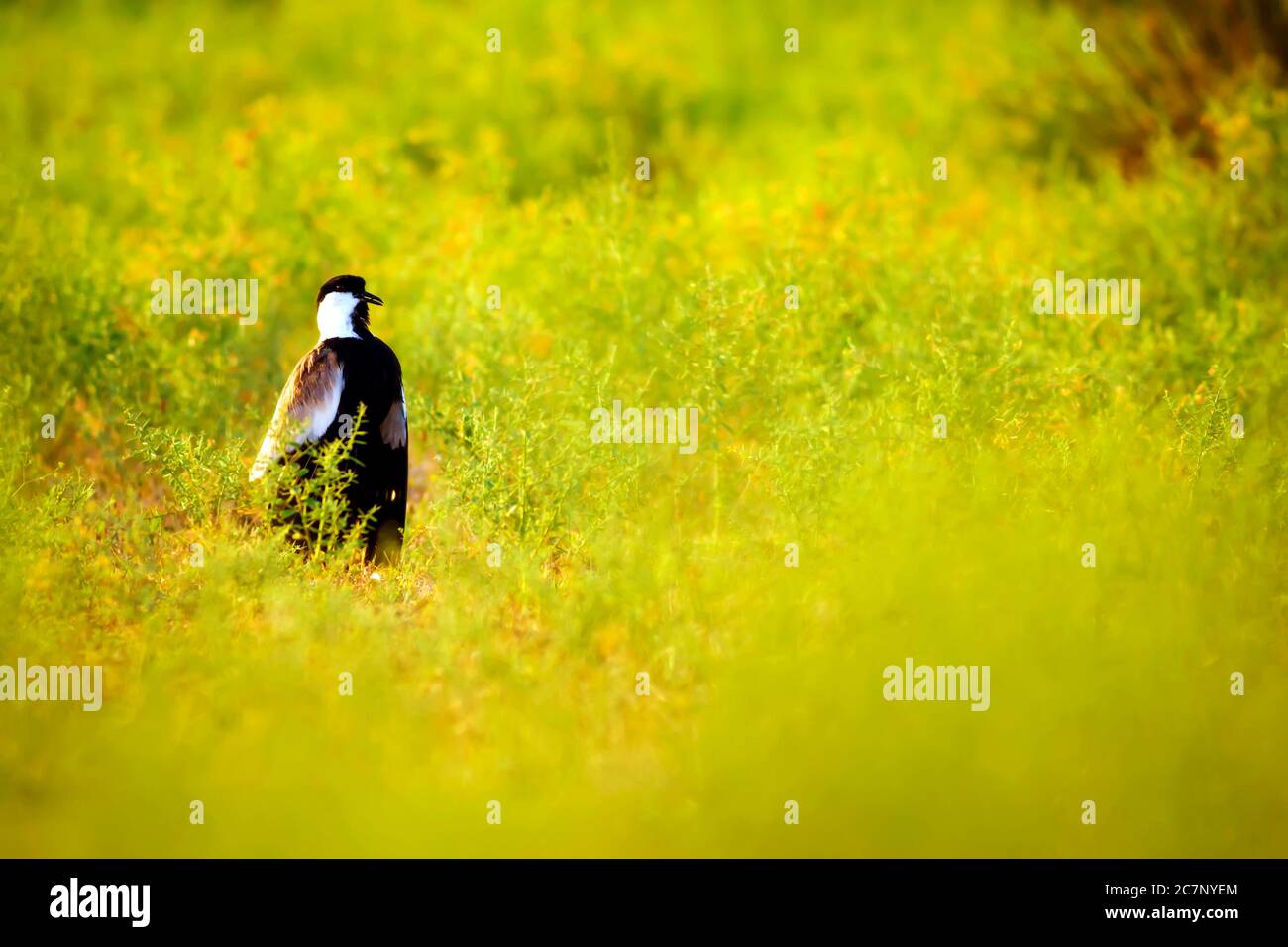 Water nature and birds.. Colorful nature background Stock Photo - Alamy