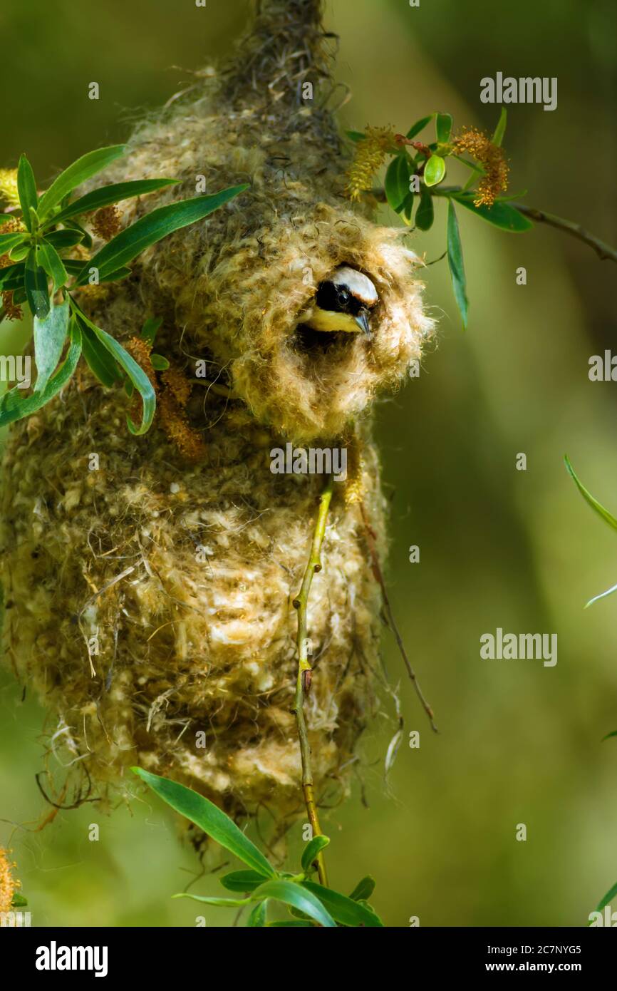 Nature and birds. Bird on branch. Nature background Stock Photo - Alamy