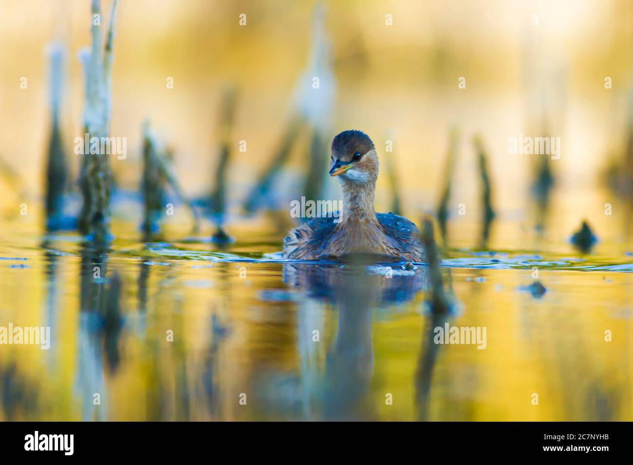 Cute water bird. Swimming bird. Lake background. Bird: Little Grebe ...