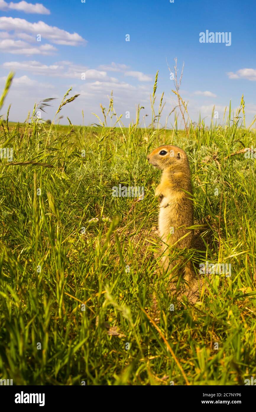 Cute animal. Ground Squirrel. Anatolian Souslik Ground Squirrel ...