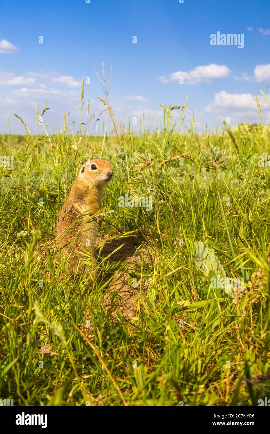 Cute animal. Ground Squirrel. Anatolian Souslik Ground Squirrel ...